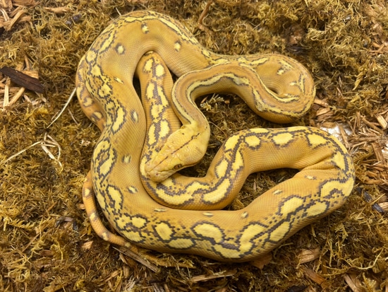 Mocha Sunfire Phantom Reticulated Python by Prehistoric Pets