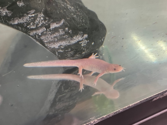 Leucistic Spanish Ribbed Newt by Prehistoric Pets