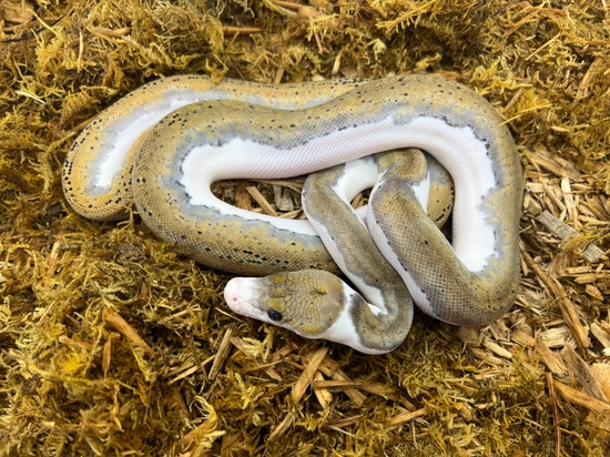 Pied Platinum Citron Reticulated Python by Prehistoric Pets