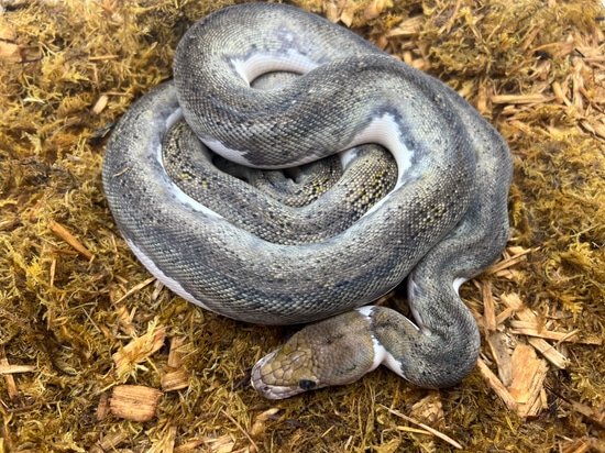 Pied Pos Citron Reticulated Python by Prehistoric Pets