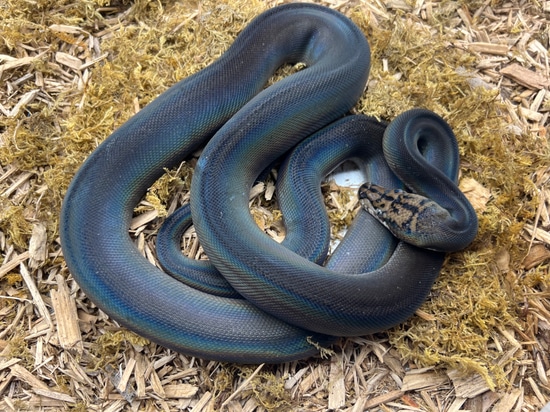 Jet Black! Motley Goldenchild Reticulated Python by Prehistoric Pets