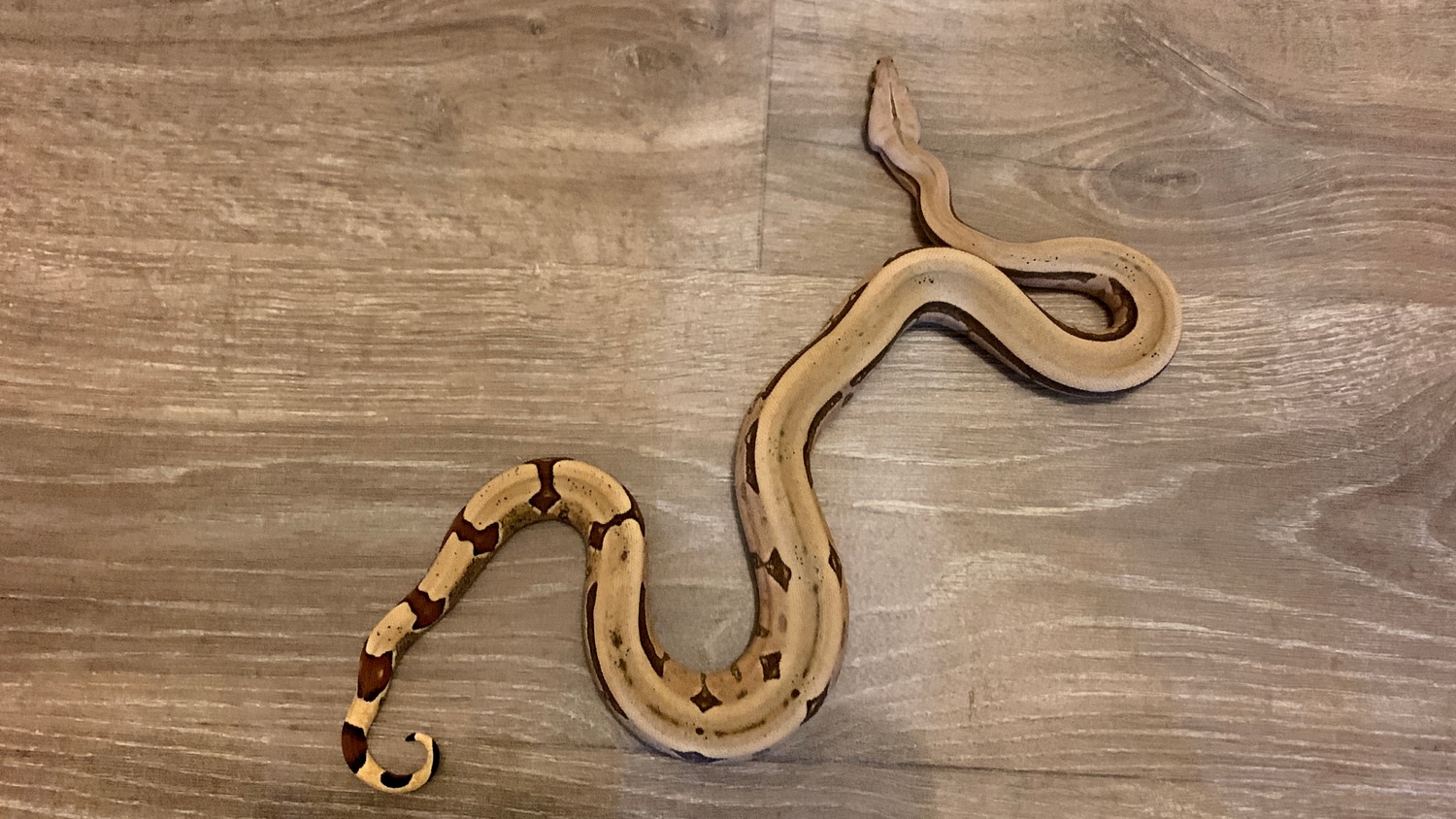 Pair Of 2019 South Brazilian Amarali (Lemke Line) Short-tailed Boa ...