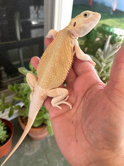 High Color Translucent Witblits 66% Het Hypo/zero Central Bearded ...