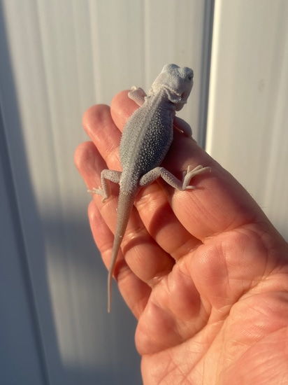 Hypo Translucent Dunner Zero, Possible Het Witblits Central Bearded ...