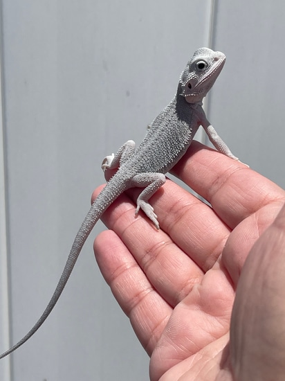 Hypo Translucent Dunner Zero Central Bearded Dragon by Premier Dragons LLC