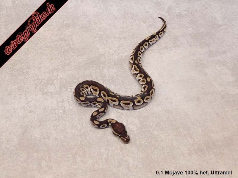 Mojave 100% Het. Ultramel Ball Python by Preptiles.de - MorphMarket