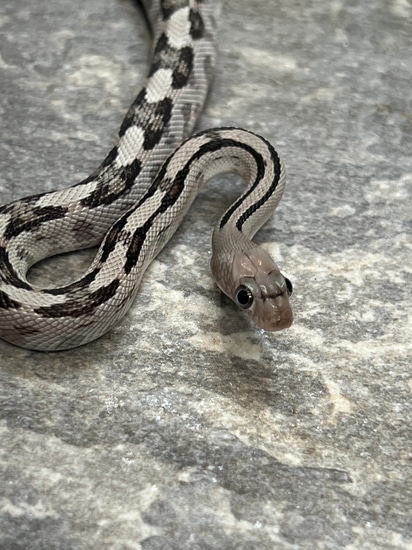 Axanthic 100% Het Albino, Blonde Trans-Pecos Rat Snake by PrestigeCornsUK