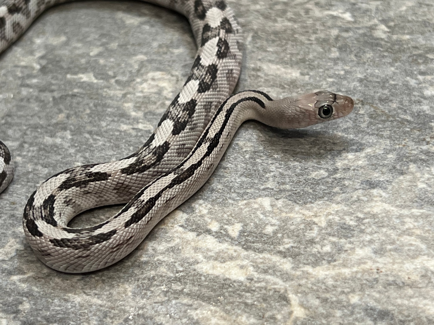Axanthic 100% Het Albino, Blonde Trans-Pecos Rat Snake by ...