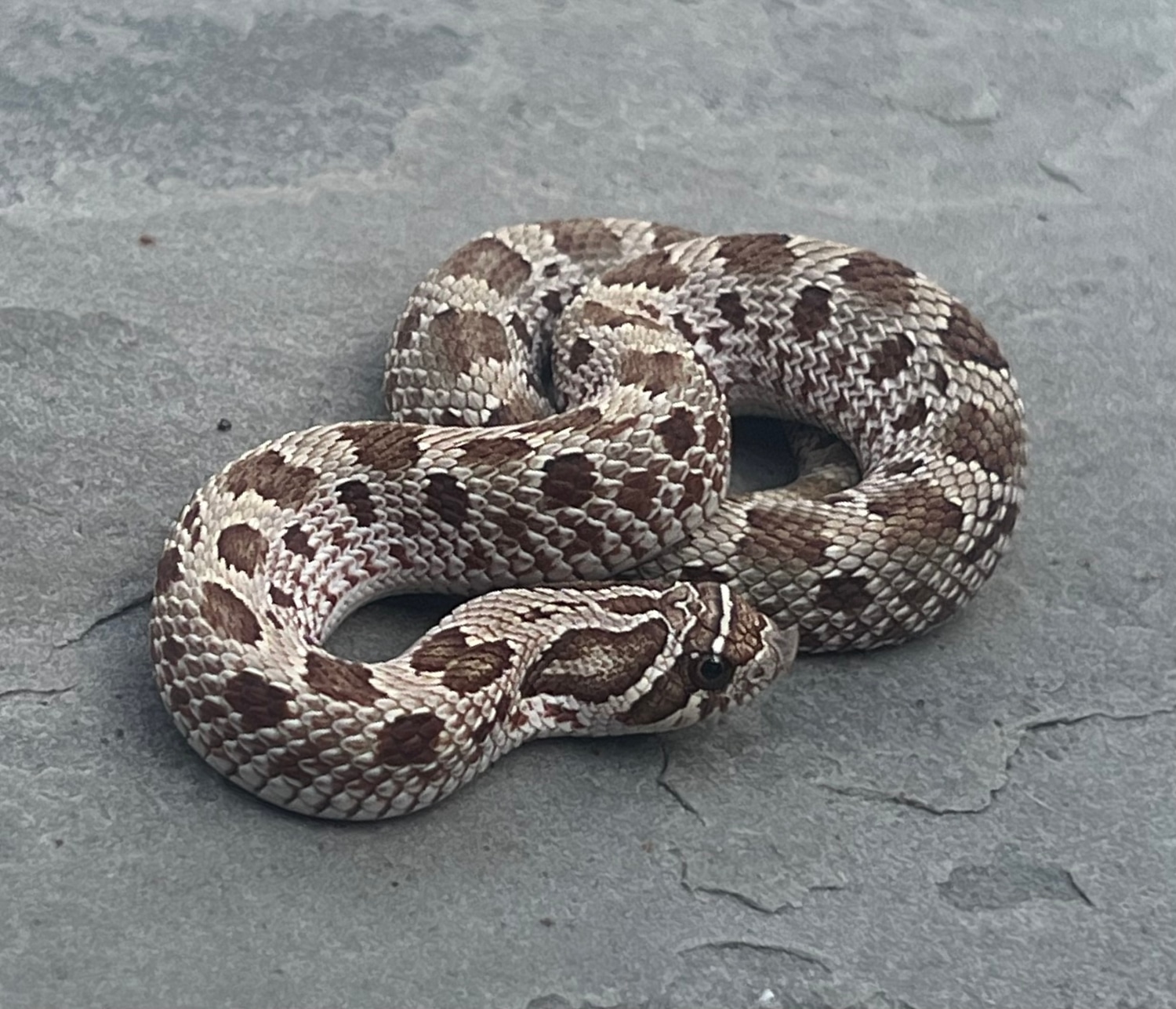 Female Conda Het Sable 50% Het Stormcloud Western Hognose by ...