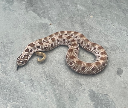 Arctic Super Conda 100% Het Lavender. Golden Patternless Western ...