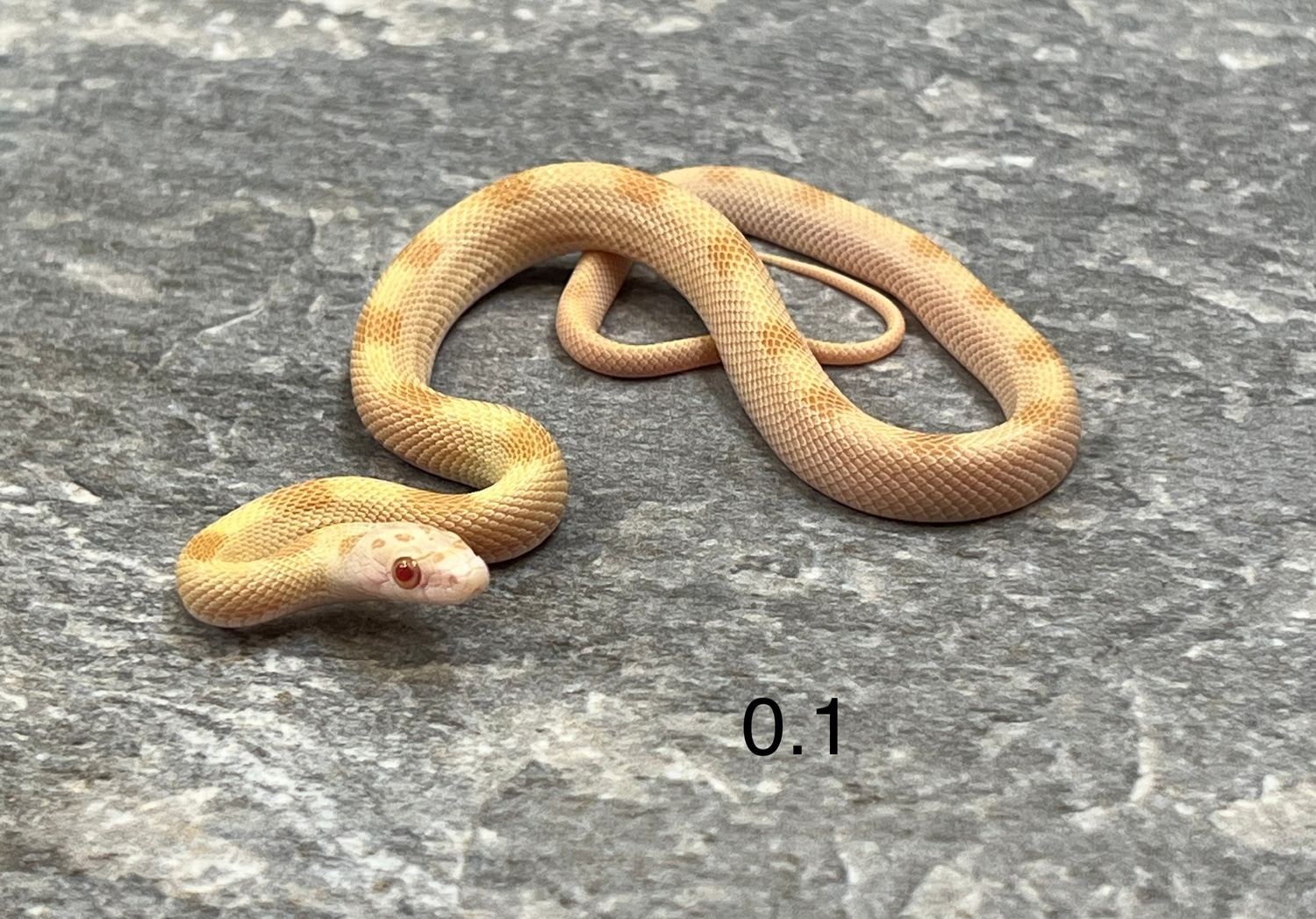 2023 Female Saffron Stripe (Butter Sunkissed Stripe) Corn Snake by ...