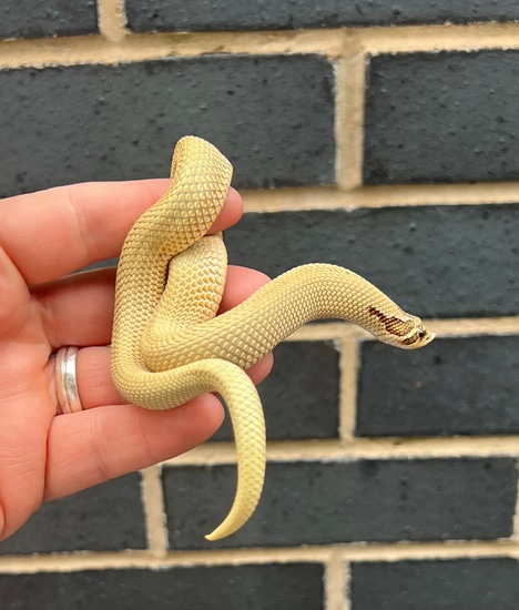 Breeding Size Arctic Super Conda 100% Het Lavender Western Hognose by ...