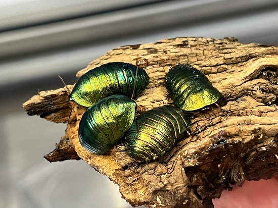 Emerald Green Cockroach / Psuedoglomeris Magnifica - 10 X £70 by ...