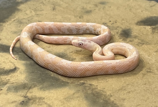 Albino Het Blonde, Axanthic Trans-Pecos Rat Snake by Prestige Colubrids
