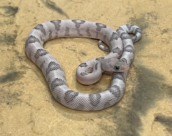 Axanthic Blonde Het Albino Trans-Pecos Rat Snake by PrestigeCornsUK