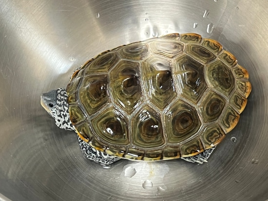 Concentric Diamondback Terrapin by Prestige Colubrids