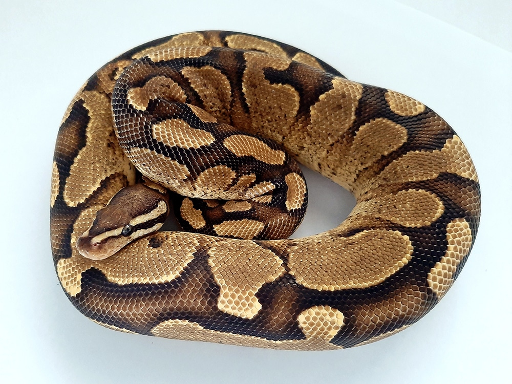 Fire Yellow Belly Ball Python by Prestige Morphs - MorphMarket