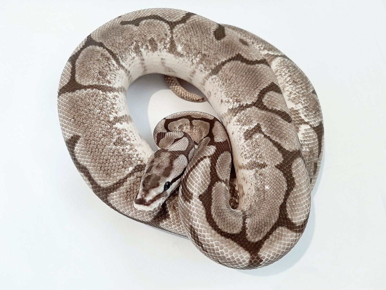 Axanthic Spider Ball Python