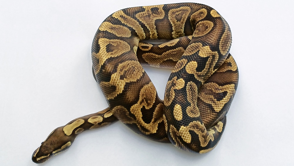 GHI Yellow Belly (Proven Breeder Female) Ball Python by Prestige Morphs ...