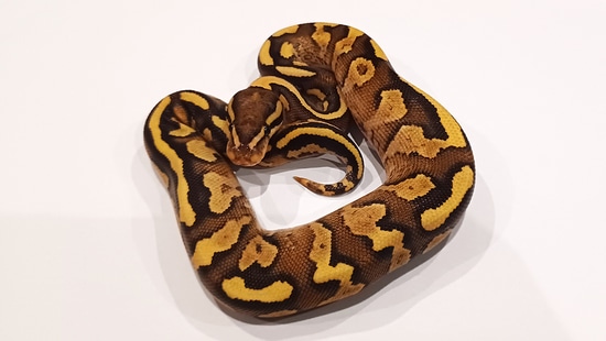 Yellow Belly Phantom/Mojave Ball Python by Prestige Morphs