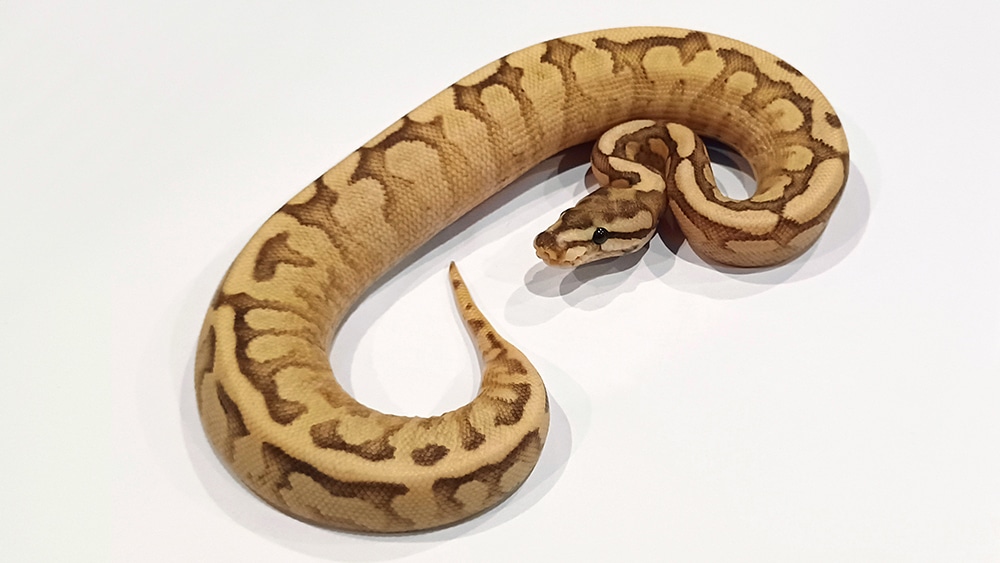 GHI Fire Spider Mojave Yellow Belly 100% Het VPI Axanthic Ball Python ...