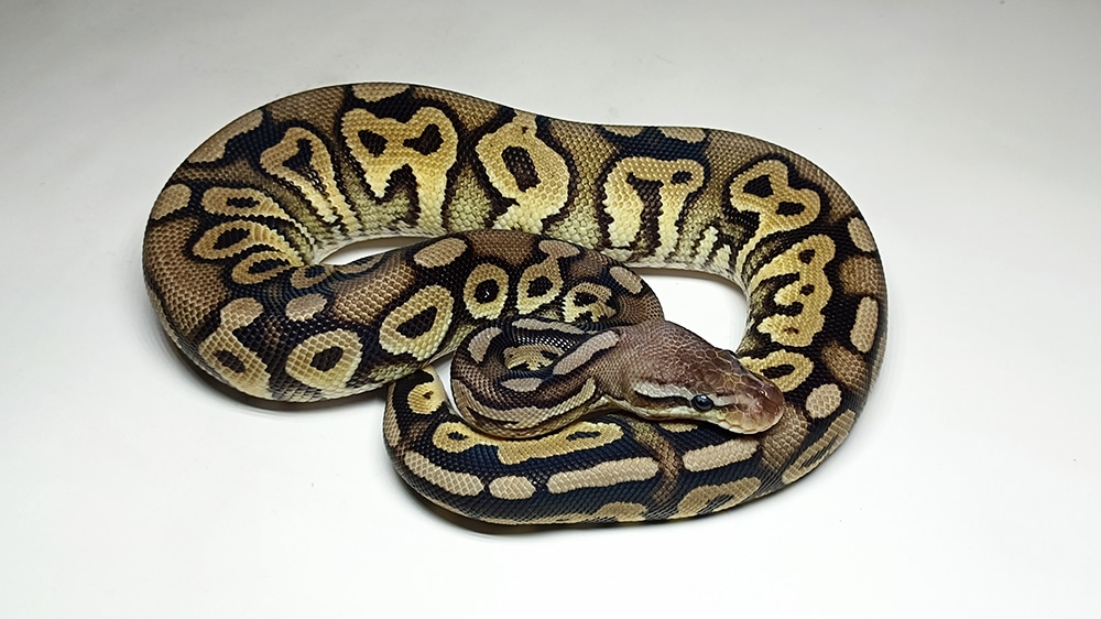 Pewter 100% Het Lavender Albino, 50% Pos. Het Clown Ball Python by ...