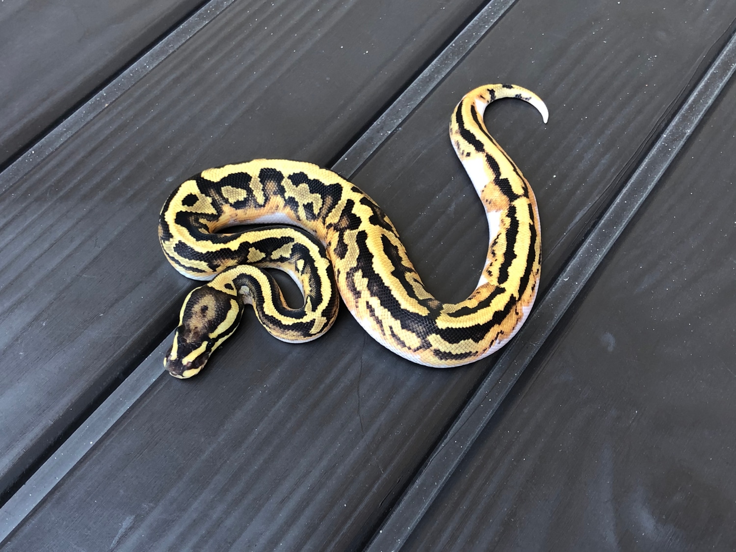 Fire Leopard Pied Ball Python by Prestige Pythons - MorphMarket