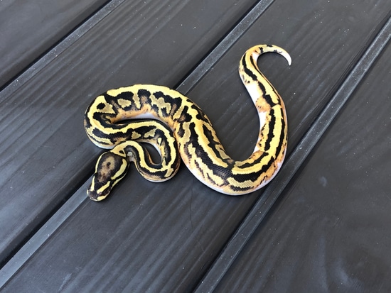 Fire Leopard Pied Ball Python by Prestige Pythons