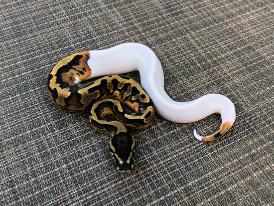 Pied Ball Python by Prestige Pythons