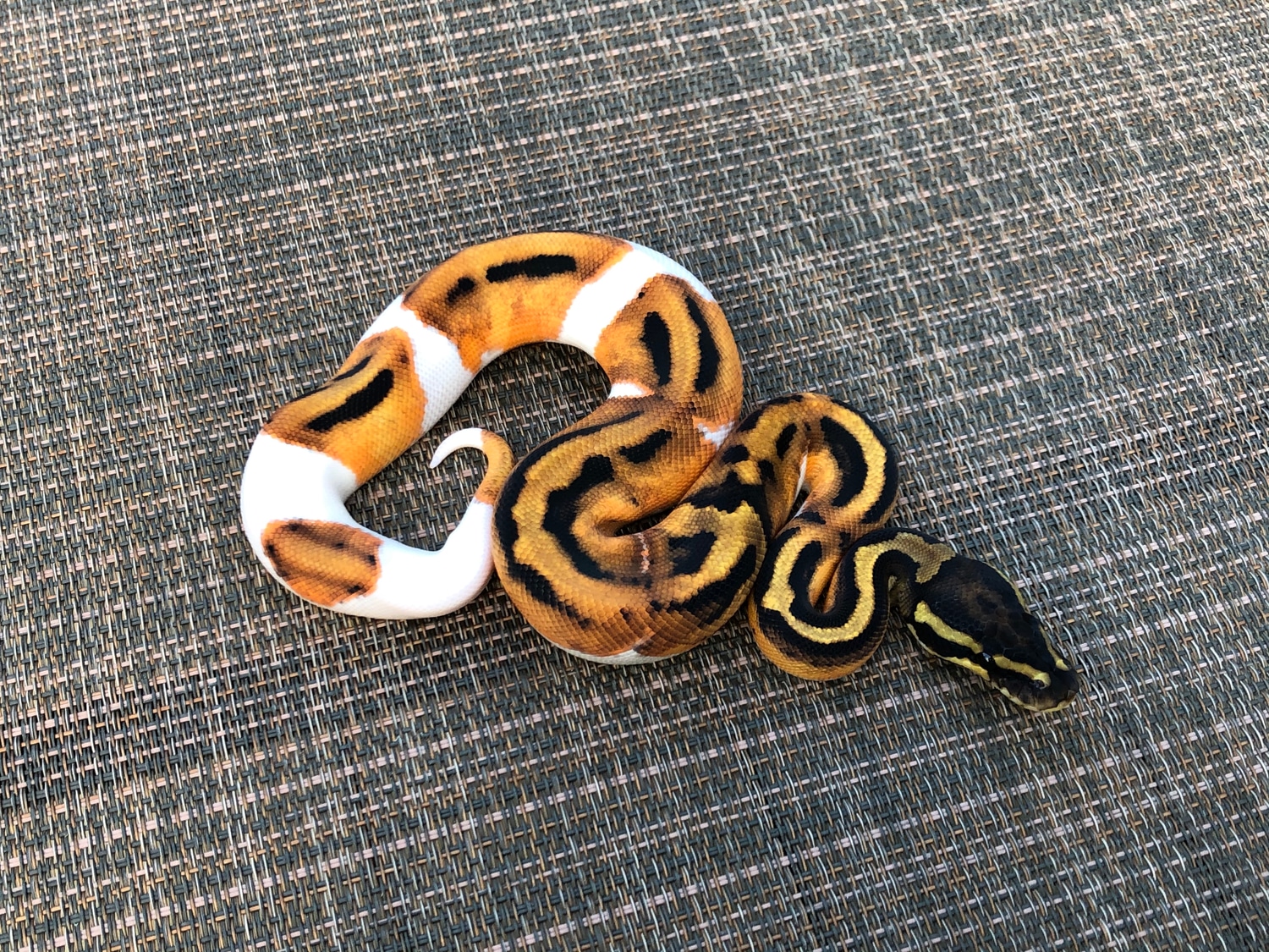 Orange Dream Pied Ball Python by Prestige Pythons - MorphMarket