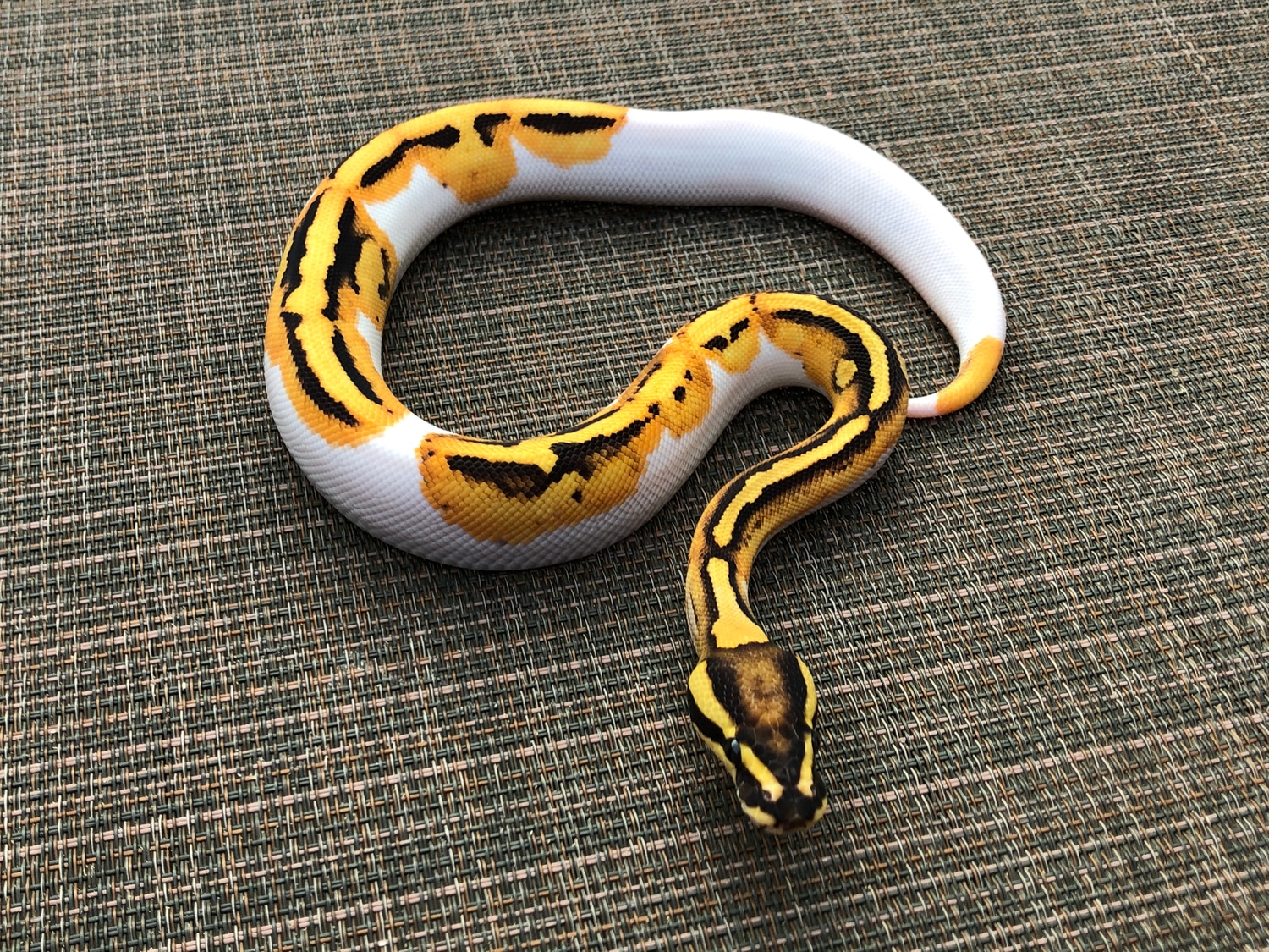 OD Fire Pied Ball Python by Prestige Pythons - MorphMarket