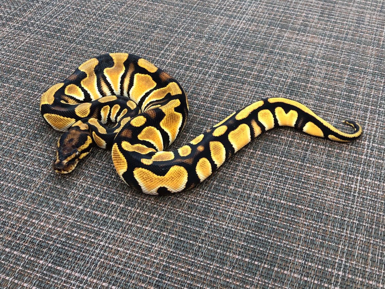 Super OD Het Clown Ball Python by Prestige Pythons - MorphMarket