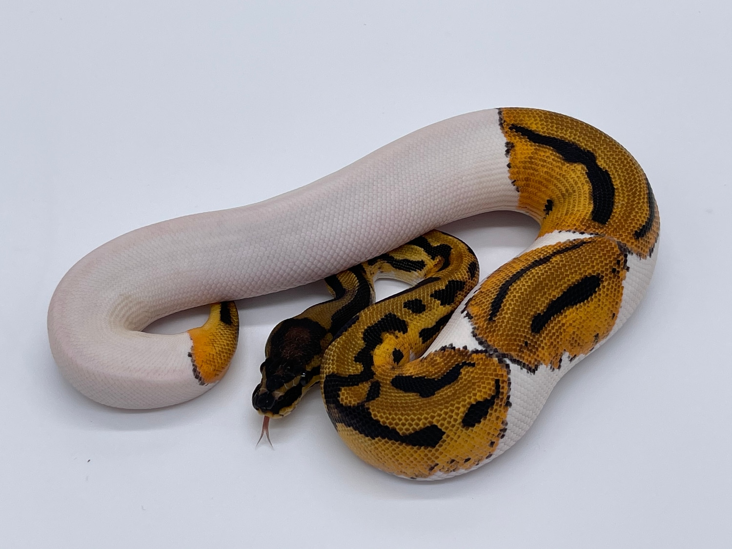 OD Leopard Pied Ball Python by Prestige Pythons - MorphMarket