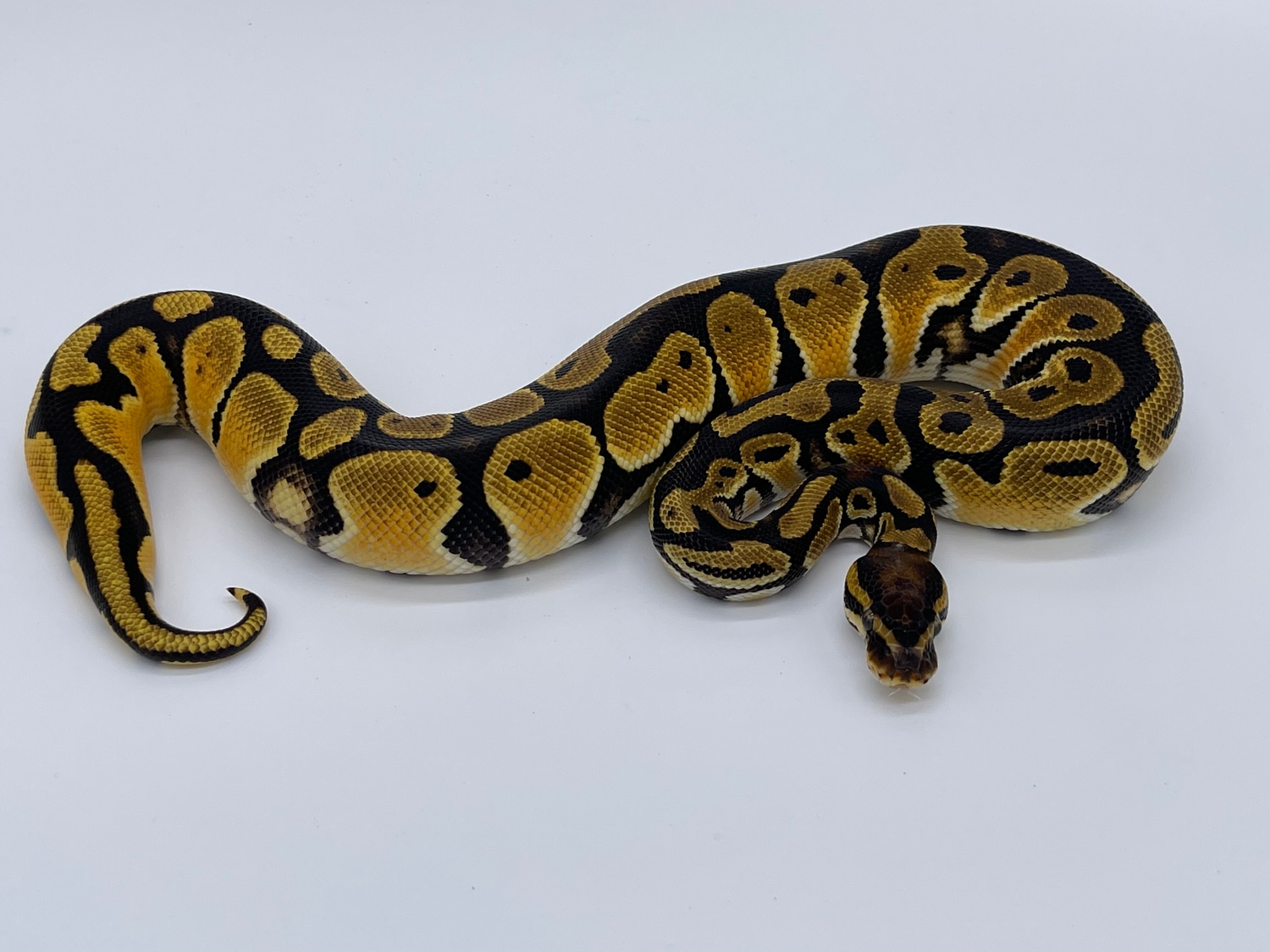 Super OD Het Pied Ball Python by Prestige Pythons - MorphMarket