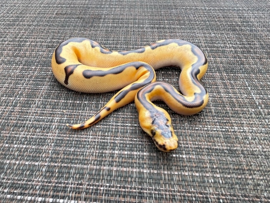 Super OD Enchi Clown Ball Python by Prestige Pythons