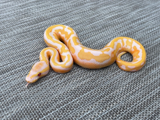 Dreamsicle Ball Python by Prestige Pythons