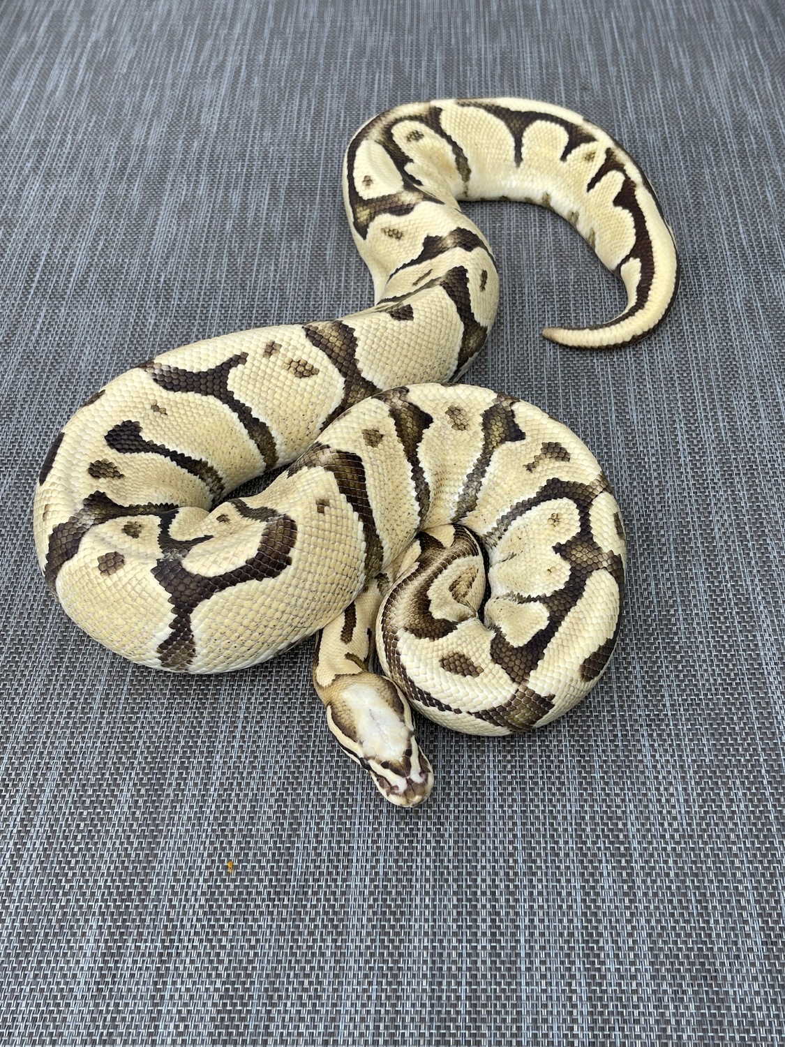 Super Vanilla OD Ball Python by Prestige Pythons - MorphMarket