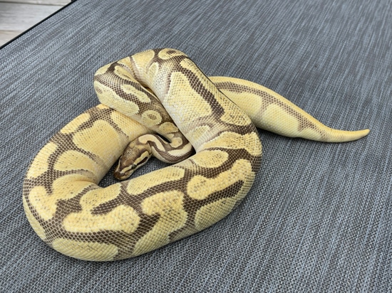Super OD Enchi Fire Ball Python by Prestige Pythons