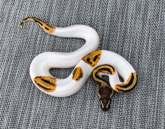 Fire Pied Ball Python by Prestige Pythons