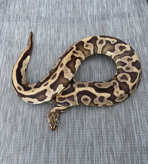 Fire Leopard Het Pied Ball Python by Prestige Pythons
