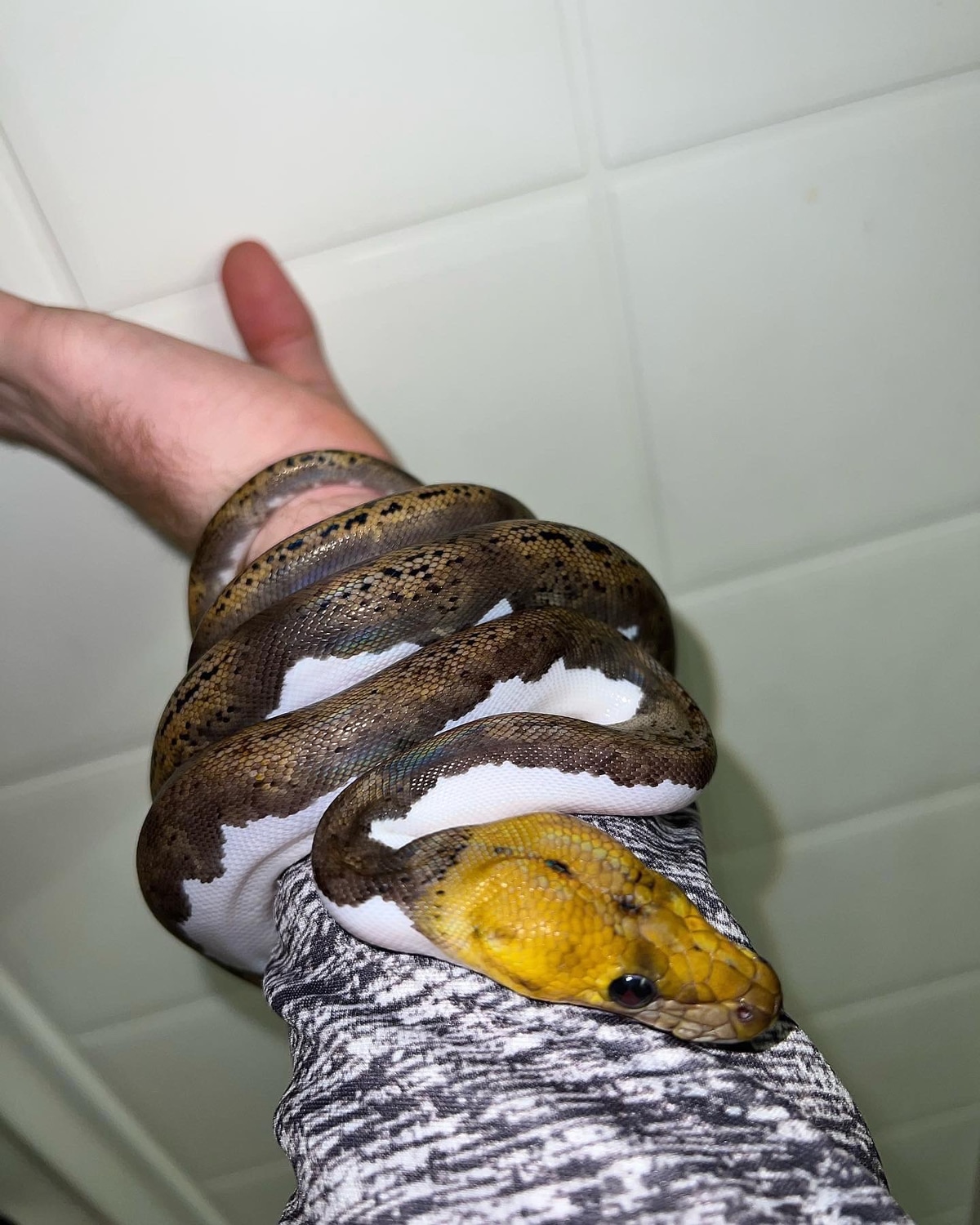 Pied Tiger Reticulated Python by Rabe Reptiles - MorphMarket