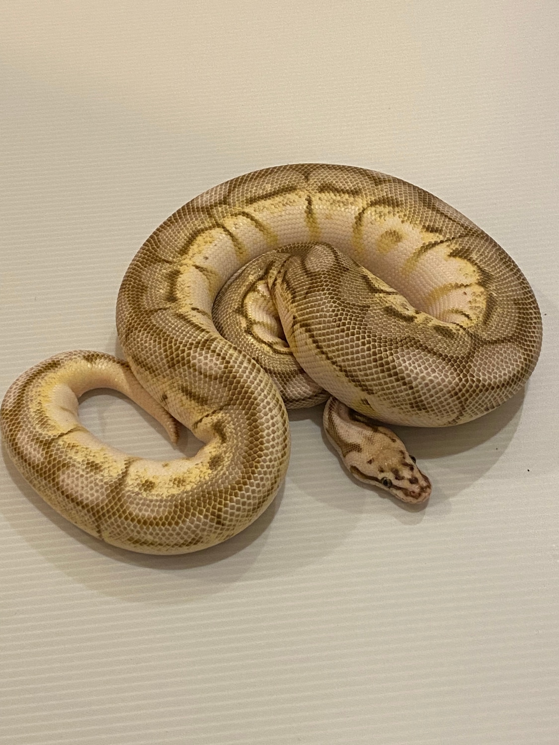Scaleless Head Queen Bee Ball Python by SMT Reptiles - MorphMarket