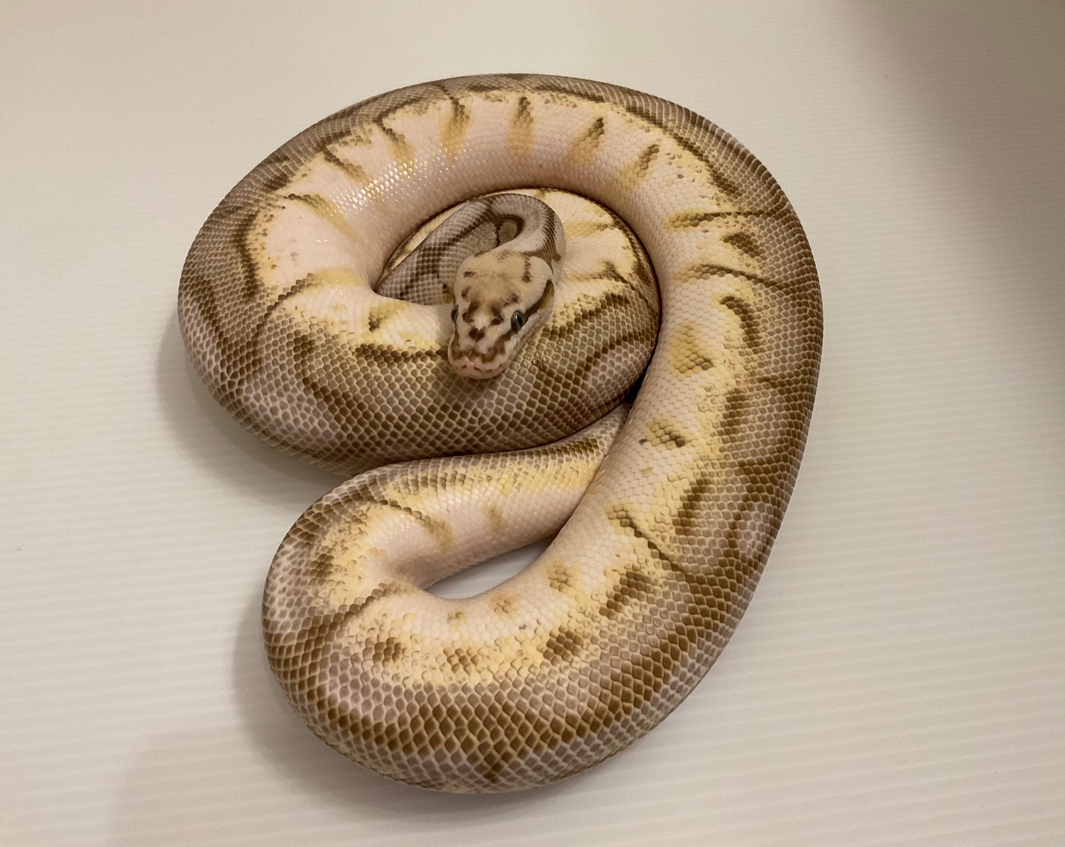 Scaleless Head Queen Bee Ball Python by SMT Reptiles - MorphMarket