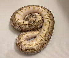 Scaleless Head Queen Bee Ball Python by SMT Reptiles - MorphMarket