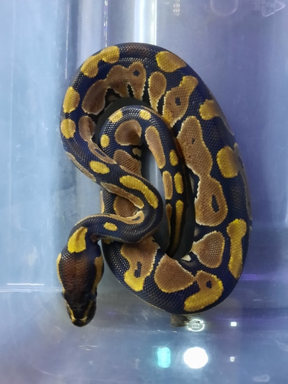 Enchi Cinnamon Ball Python by Nocturn Farms