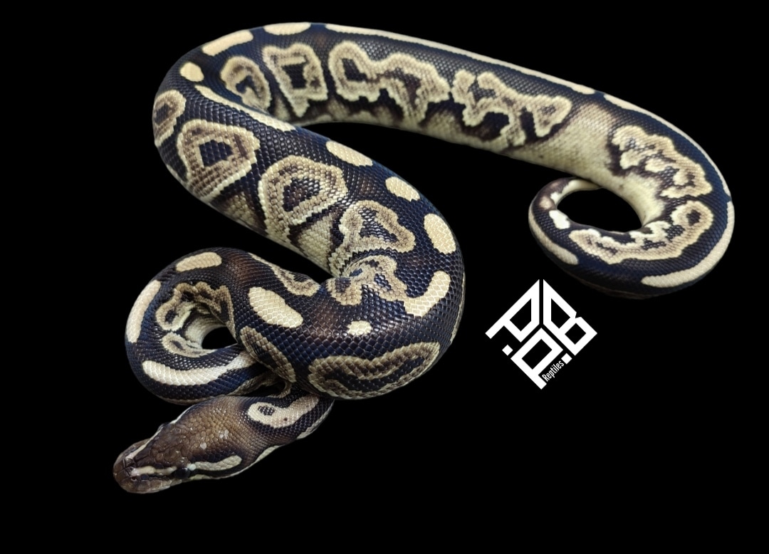 Leopard Blackpastel Axanthic Vpi 100%Het Pied Ball Python by ...