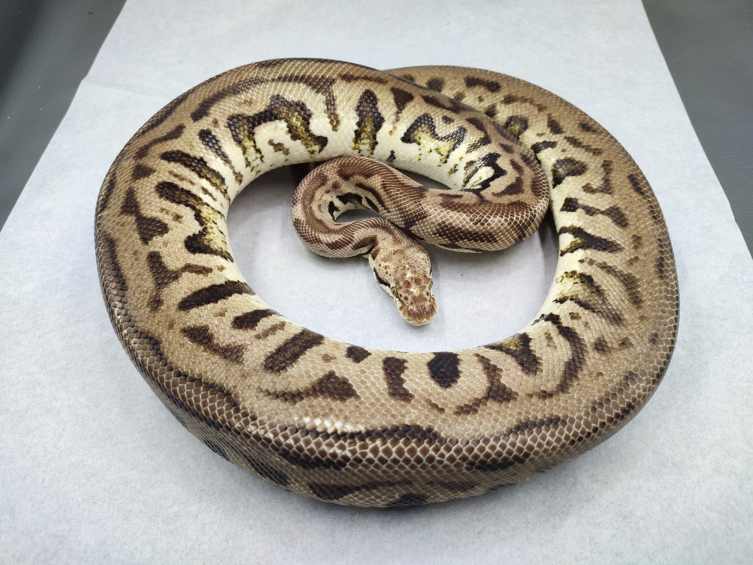 Pastel Spotnose Leopard 100%het Clown Ball Python by PrideBreedsPassion ...