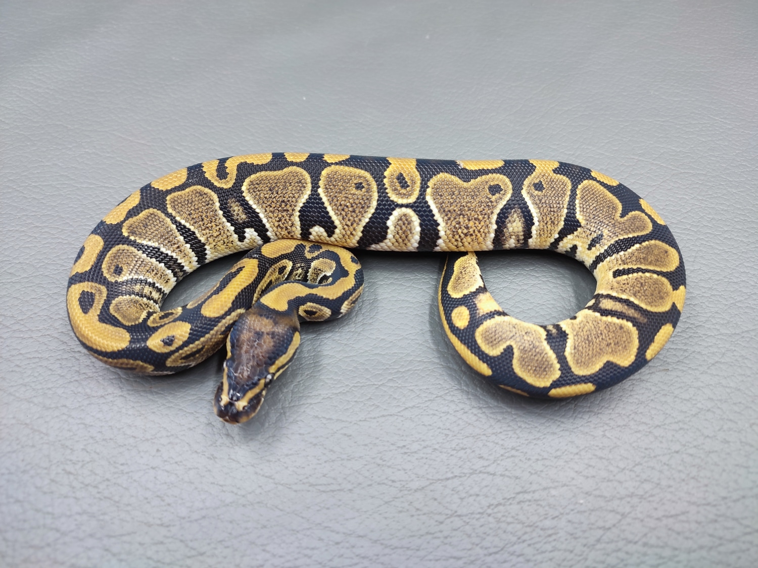 100%Quad Het Hypo Desert Ghost Axanthic Vpi Pied Ball Python by ...