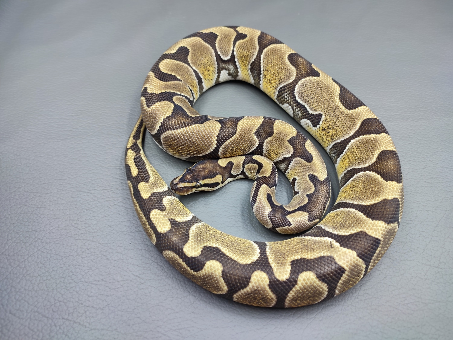 Enchi 100%dbl Het Hypo Axanthic Vpi Ball Python by PrideBreedsPassion ...
