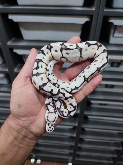 Super Pastel Fire Yellowbelly Spider Axanthic Vpi 66%het Clown Ball ...